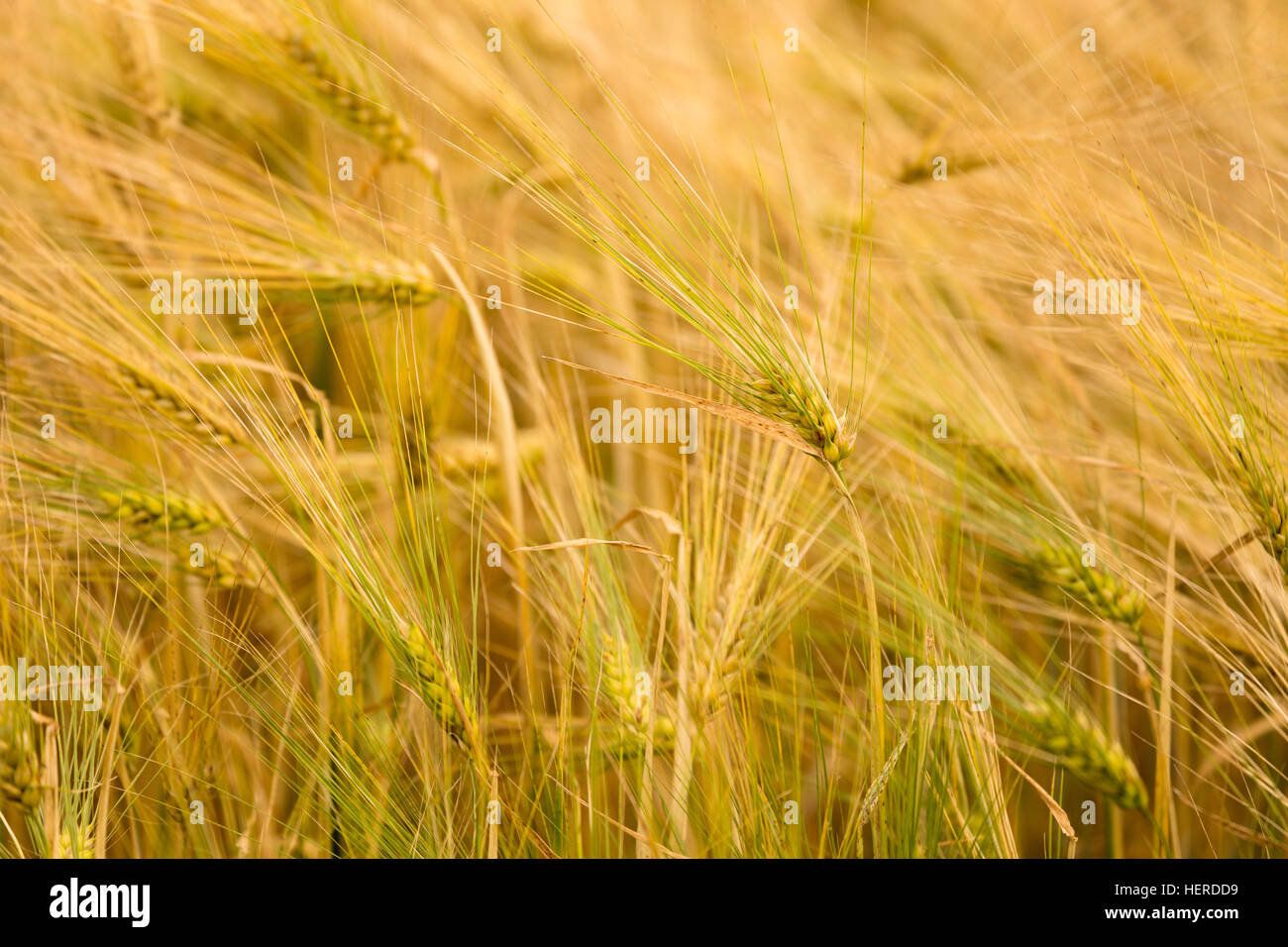 4-season,4-season autumn,agriculture,august,background,barley,barley ...