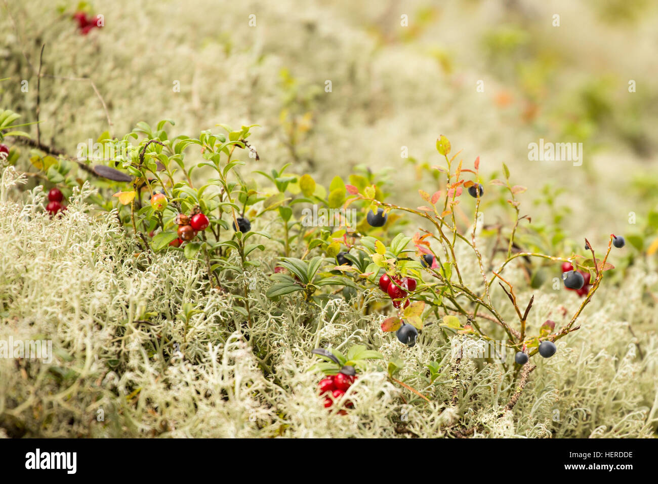 Lingonberry finland isolated hi-res stock photography and images - Alamy