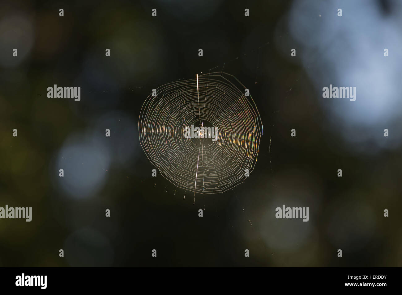 4-season,4-season autumn,autumn,background,bokeh,bug,bull's eye,circle ...