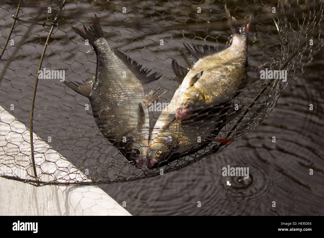 At The Water's edge,beam,beam fish,boat,close-up of a beam fish,common ...