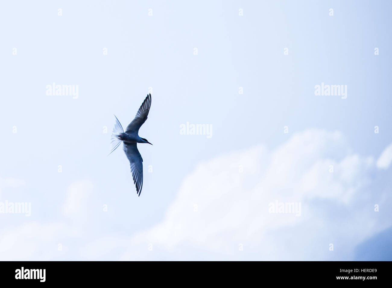 1 animal,1 bird,Backlit image,Finland,animal,arctic,backlit,beautiful ...