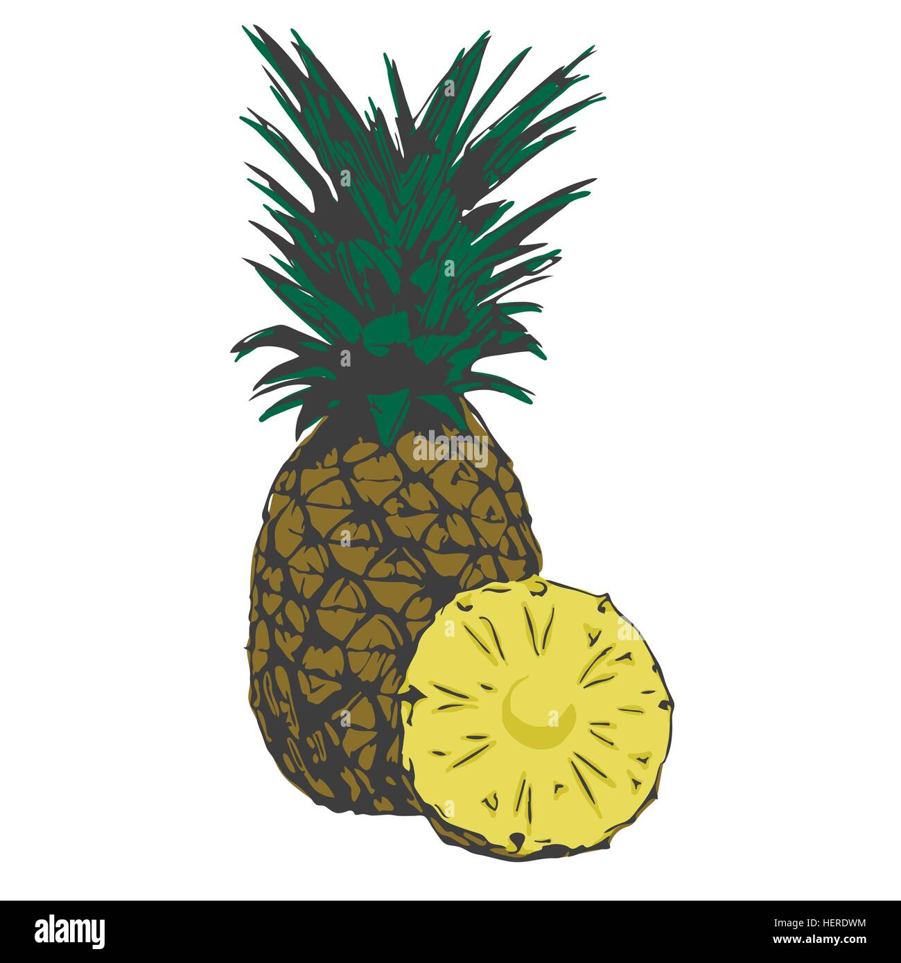 Pineapple fruit line drawing Cut Out Stock Images & Pictures - Alamy