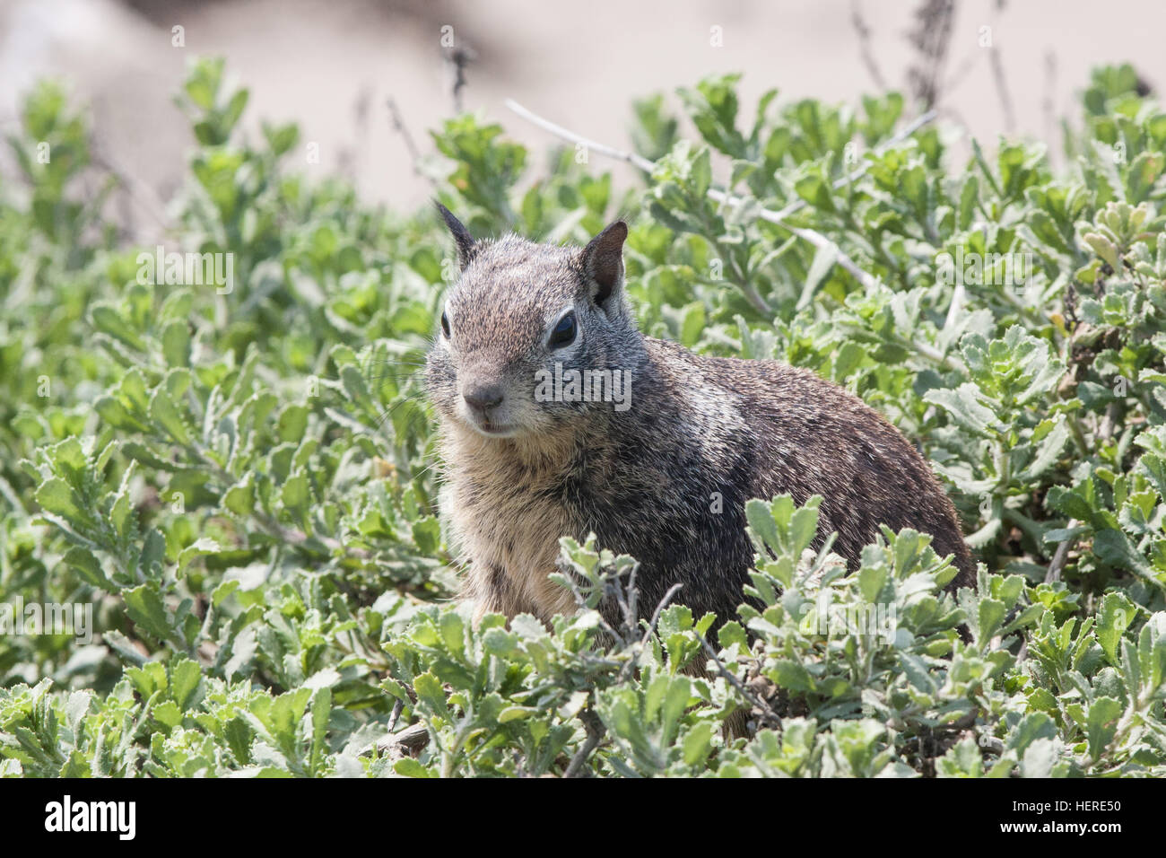 Ground Squirrel on the Big Sur coast. National Highway 1,Pacific Coast ...