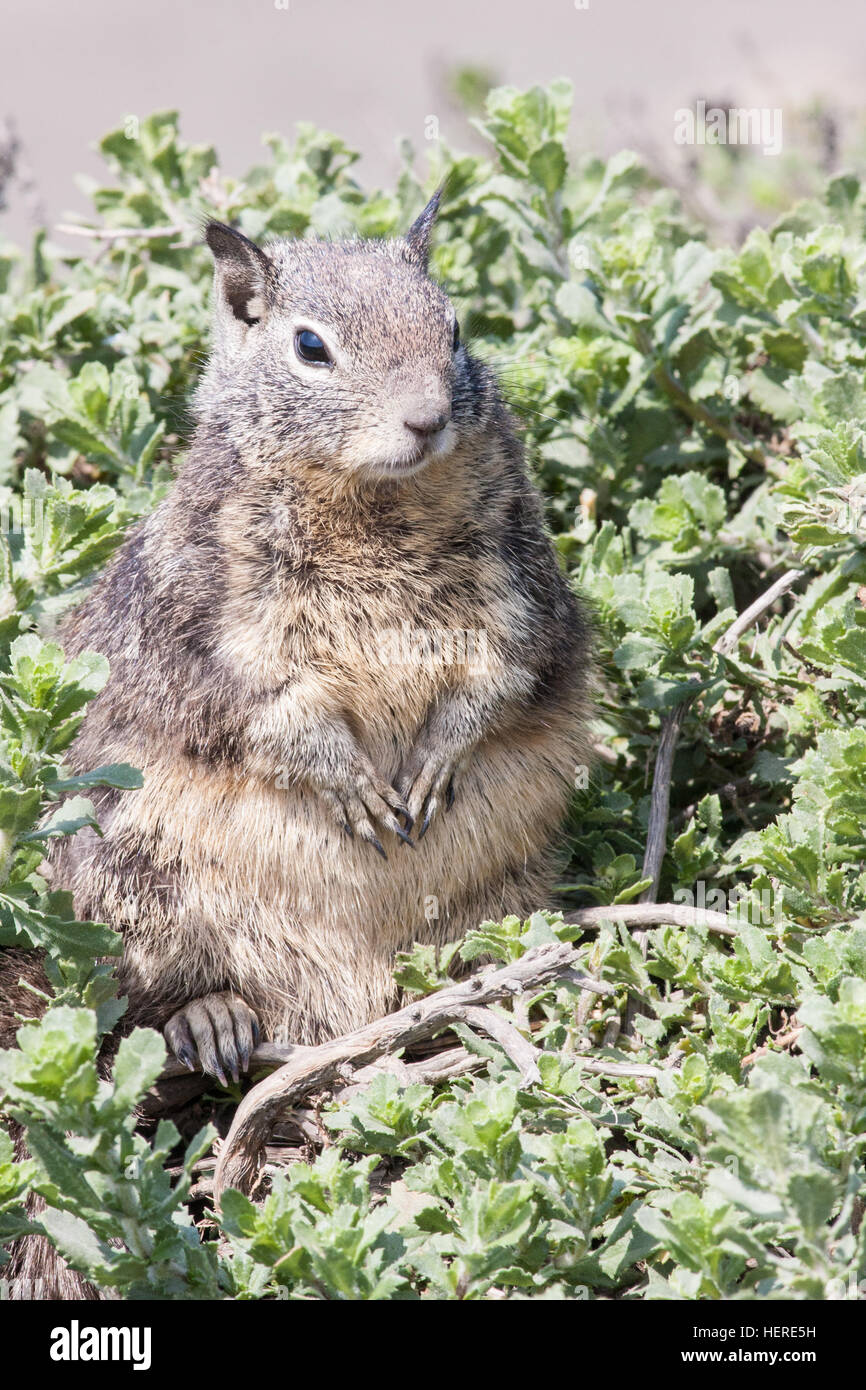 Ground Squirrel on the Big Sur coast. National Highway 1,Pacific Coast ...