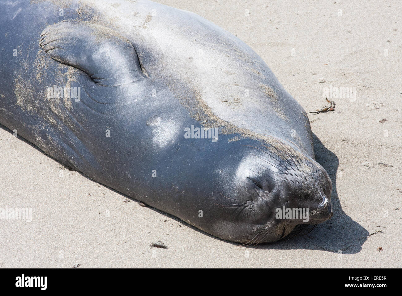 Elephant Seals molting on beach at Piedras Blancas, White Rocks ...