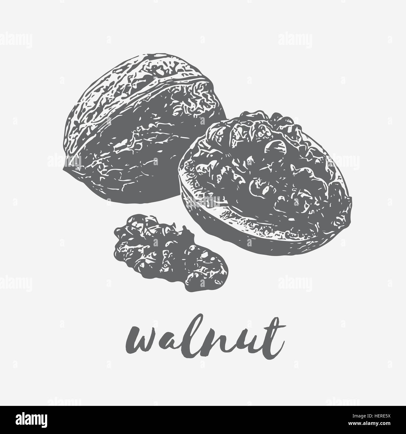 Walnut but Stock Vector Images - Alamy