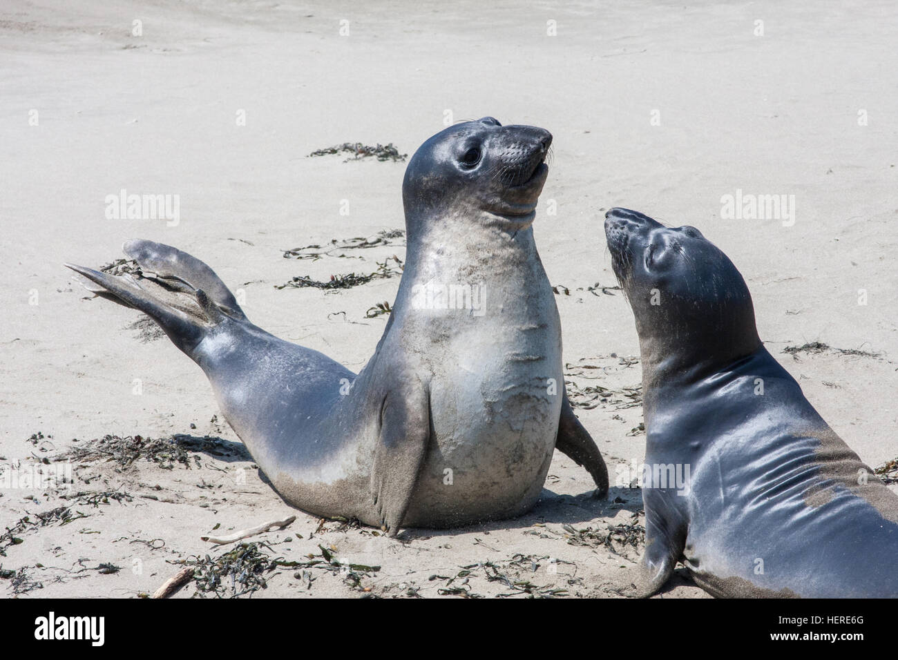 Piedras blancas white rocks hi-res stock photography and images - Alamy