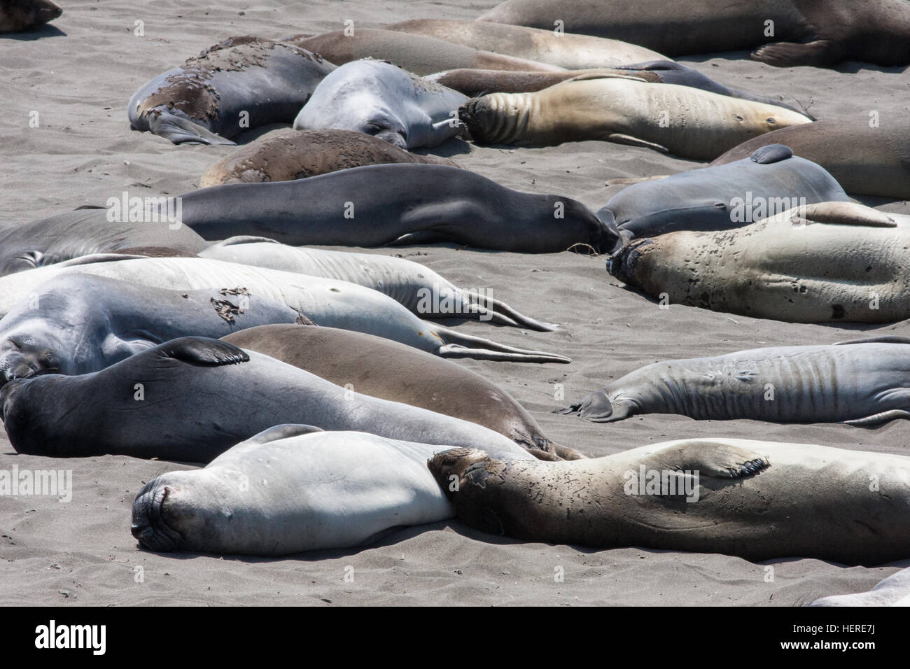 Elephant Seals molting on beach at Piedras Blancas, White Rocks ...