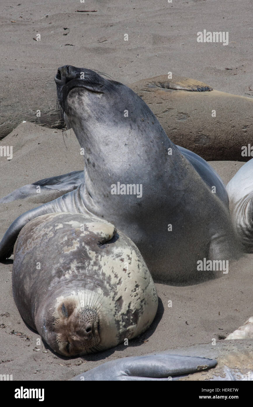 Elephant Seals molting on beach at Piedras Blancas, White Rocks ...