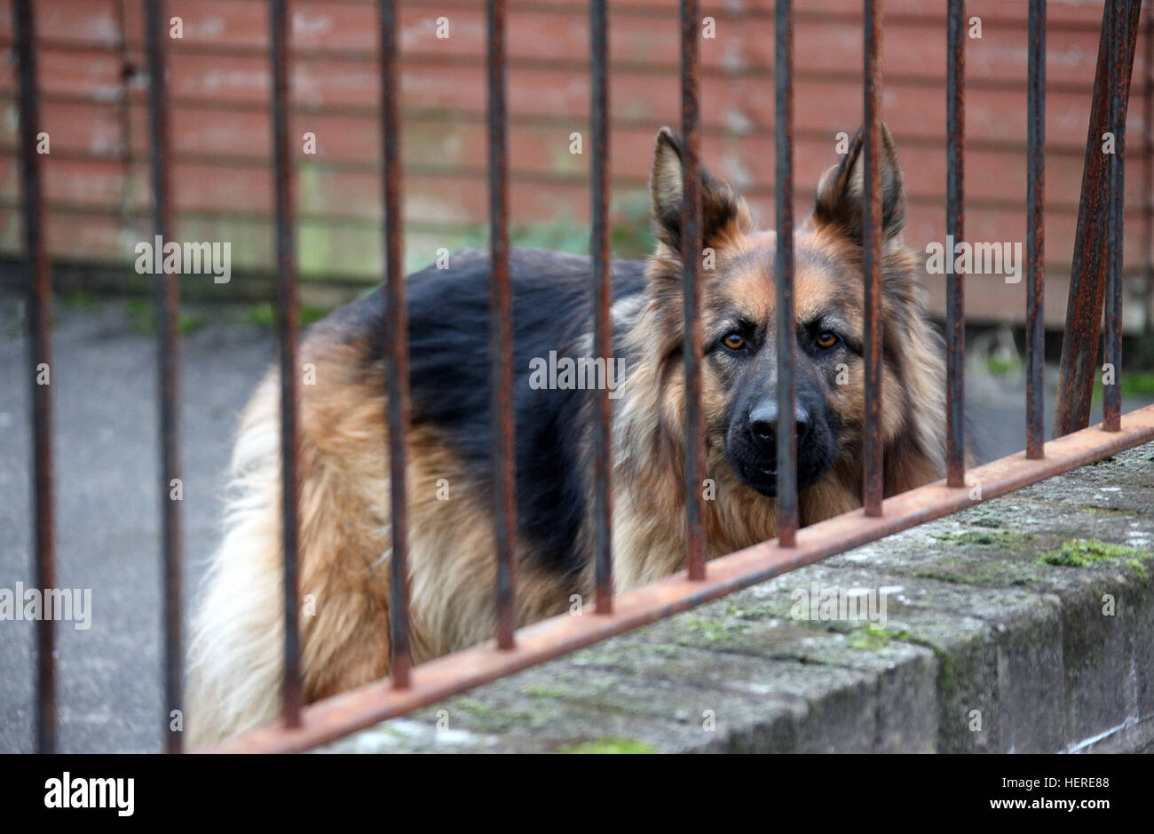 Alsation dog hi-res stock photography and images - Alamy
