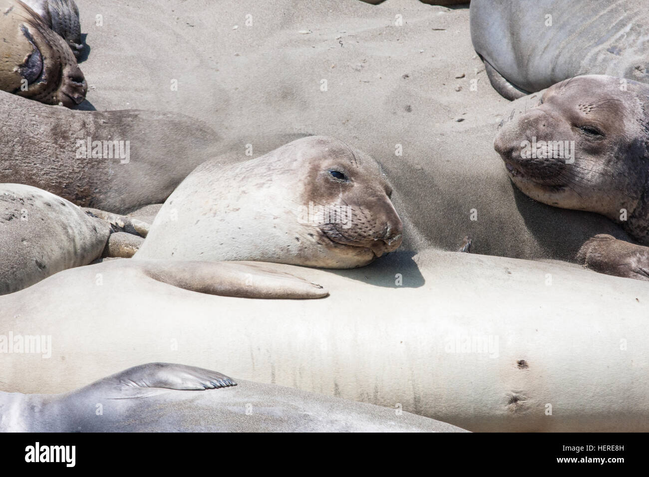 Elephant Seals molting on beach at Piedras Blancas, White Rocks ...