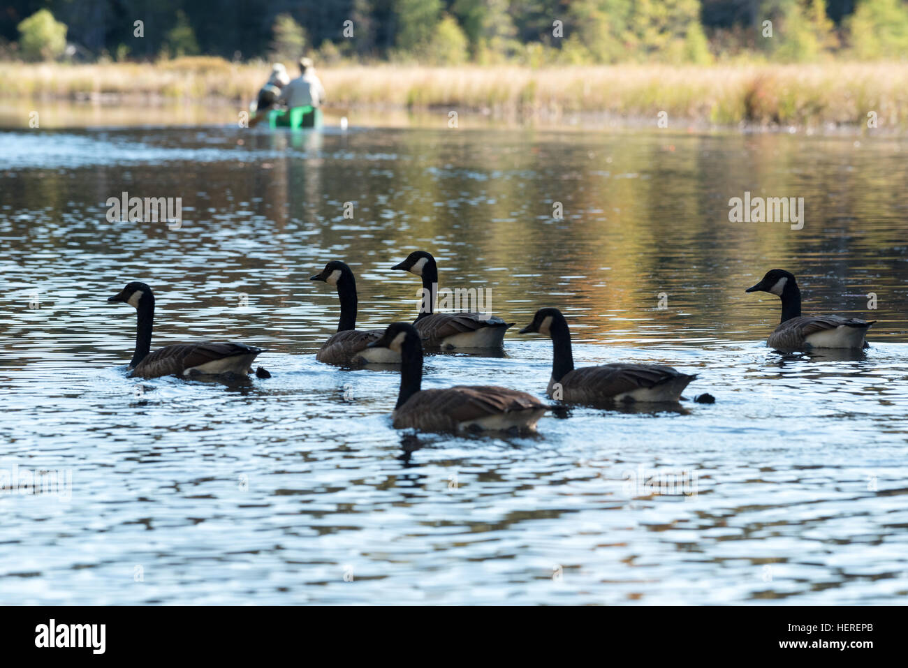 Canada geese and canoeists, Adirondack State Park, New York Stock Photo ...