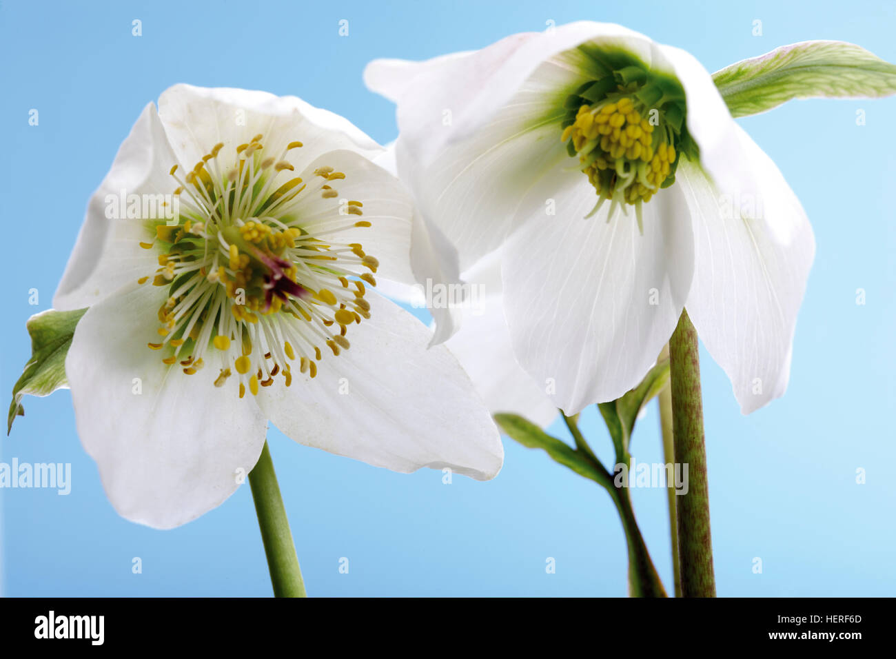 Two hellebores hi-res stock photography and images - Alamy