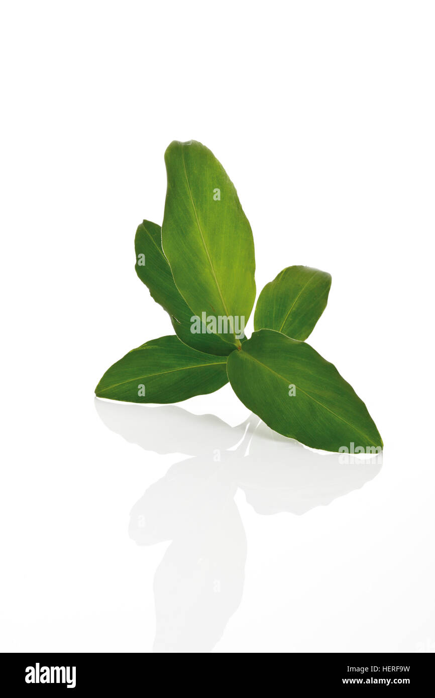 Cinnamon plant hi-res stock photography and images - Alamy