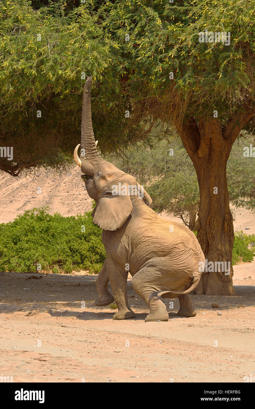 Namibian desert elephant (Loxodonta africana), bull eating from a tree ...