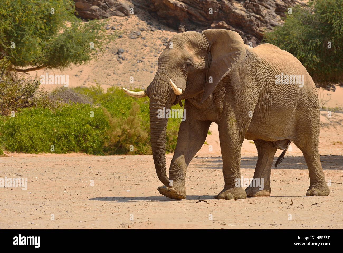 Namibian elephant hi-res stock photography and images - Alamy