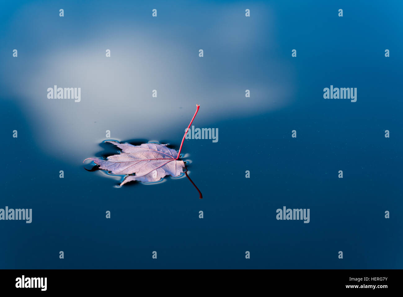 Maple leaf floating on a lake in the St. Regis Canoe Area, Adirondack ...