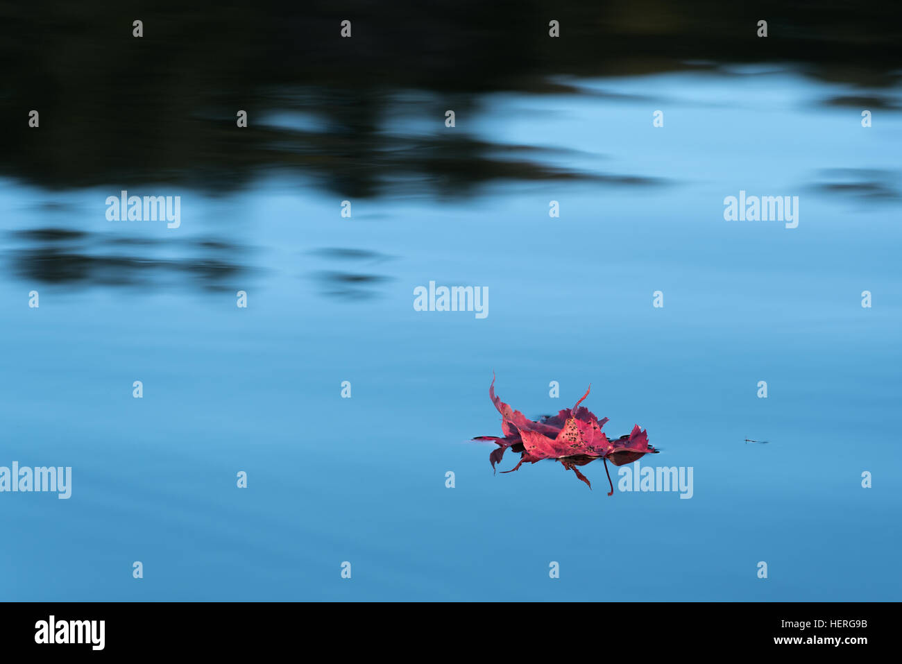 Maple leaf floating on a lake in the St. Regis Canoe Area, Adirondack ...