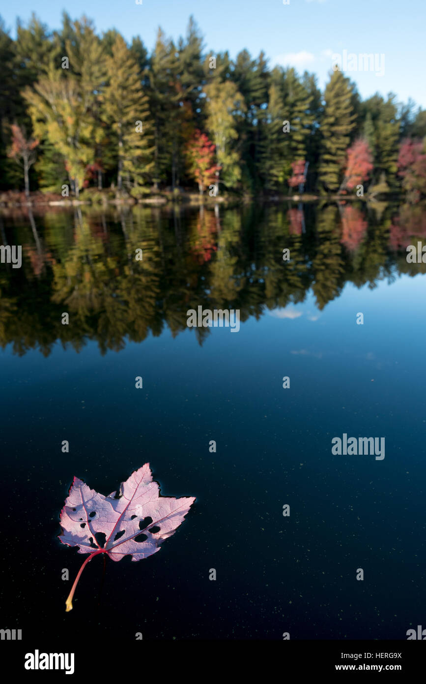 Maple leaf floating on a lake in the St. Regis Canoe Area, Adirondack ...
