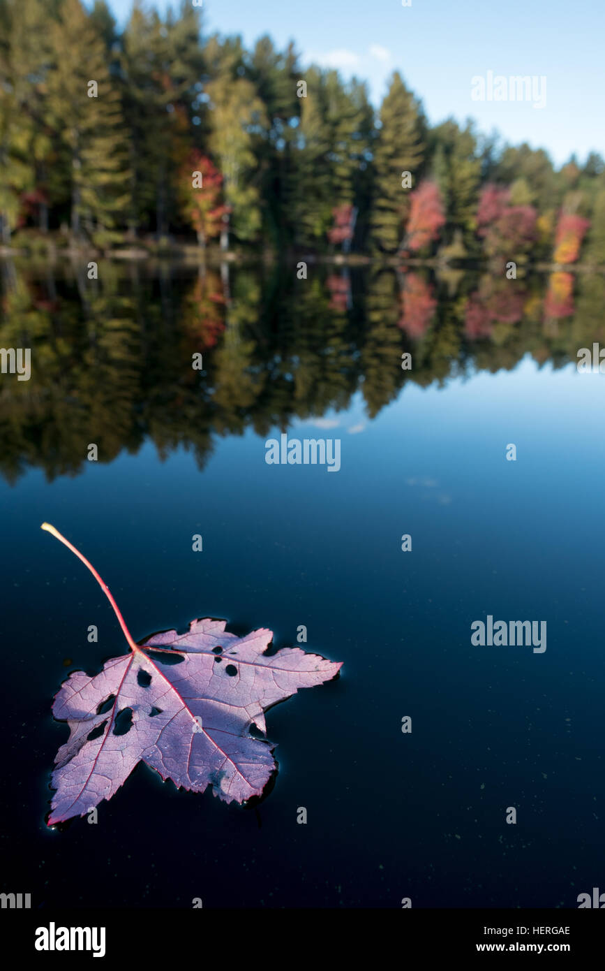 Maple leaf floating on a lake in the St. Regis Canoe Area, Adirondack ...