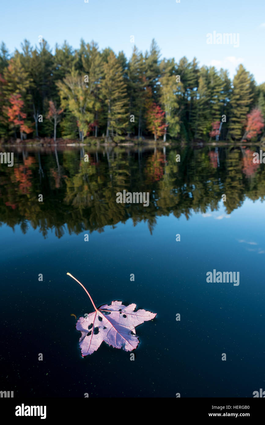 Maple leaf floating on a lake in the St. Regis Canoe Area, Adirondack ...