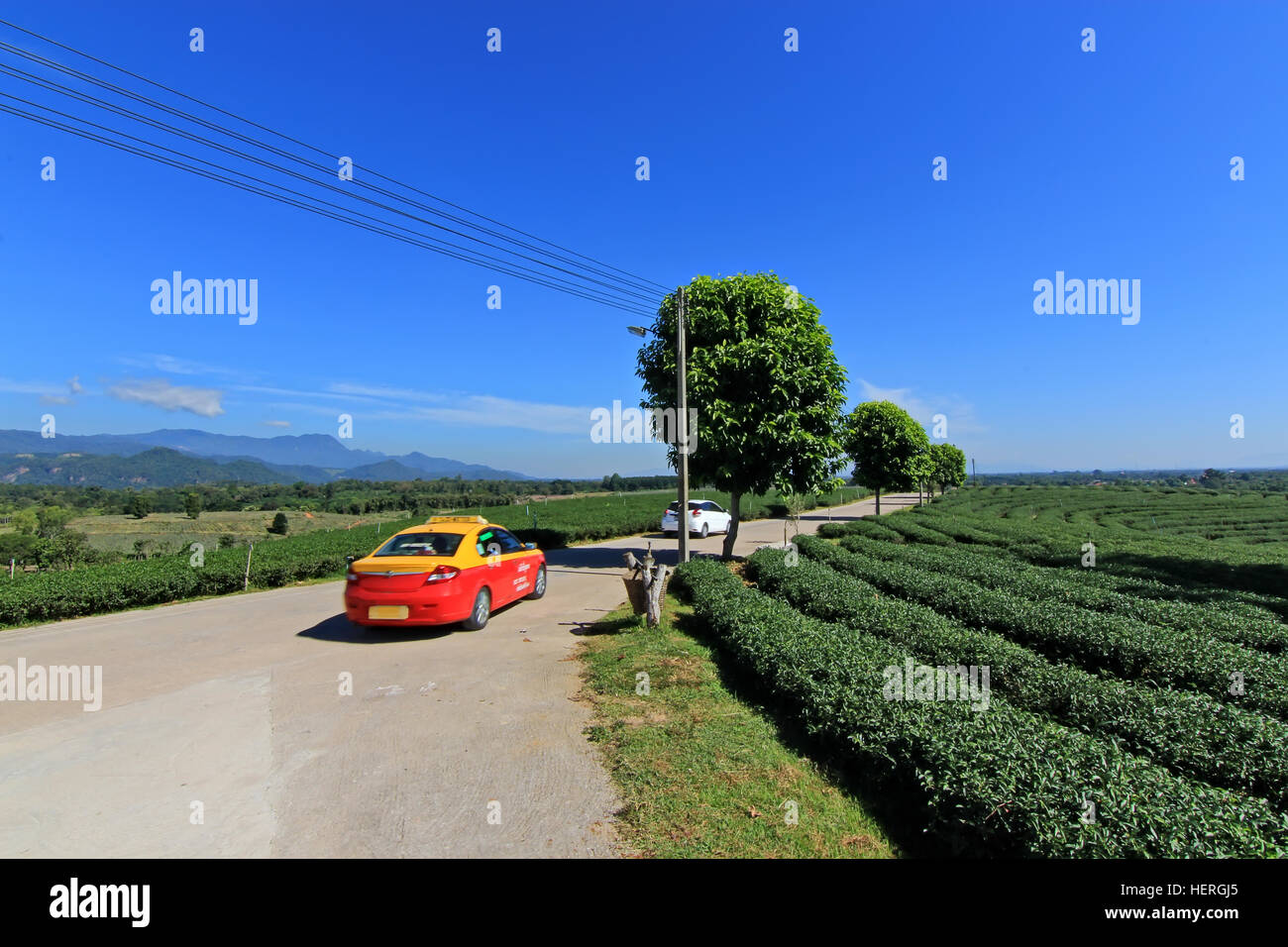 Drive into the tea plantation Stock Photo - Alamy