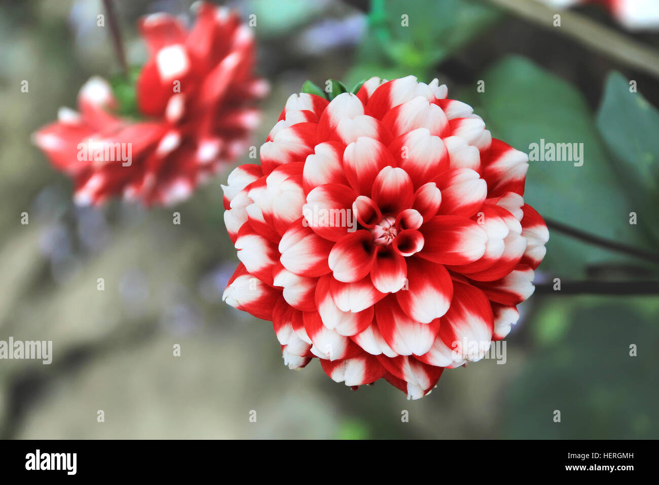 Dahlia red dahlia in summer hi-res stock photography and images - Alamy
