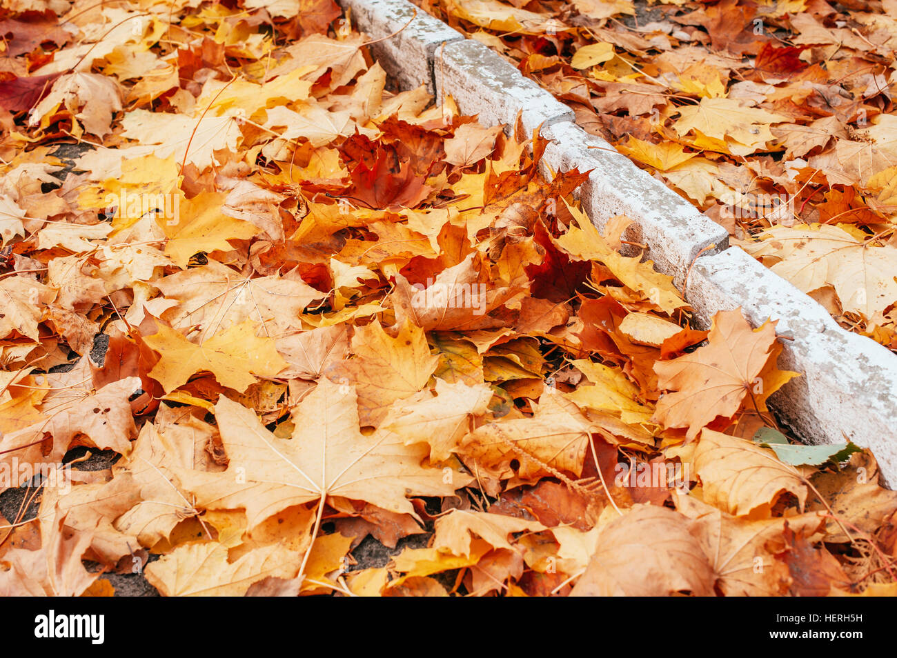 Yellow orange and red autumn leaves in fall park Stock Photo - Alamy