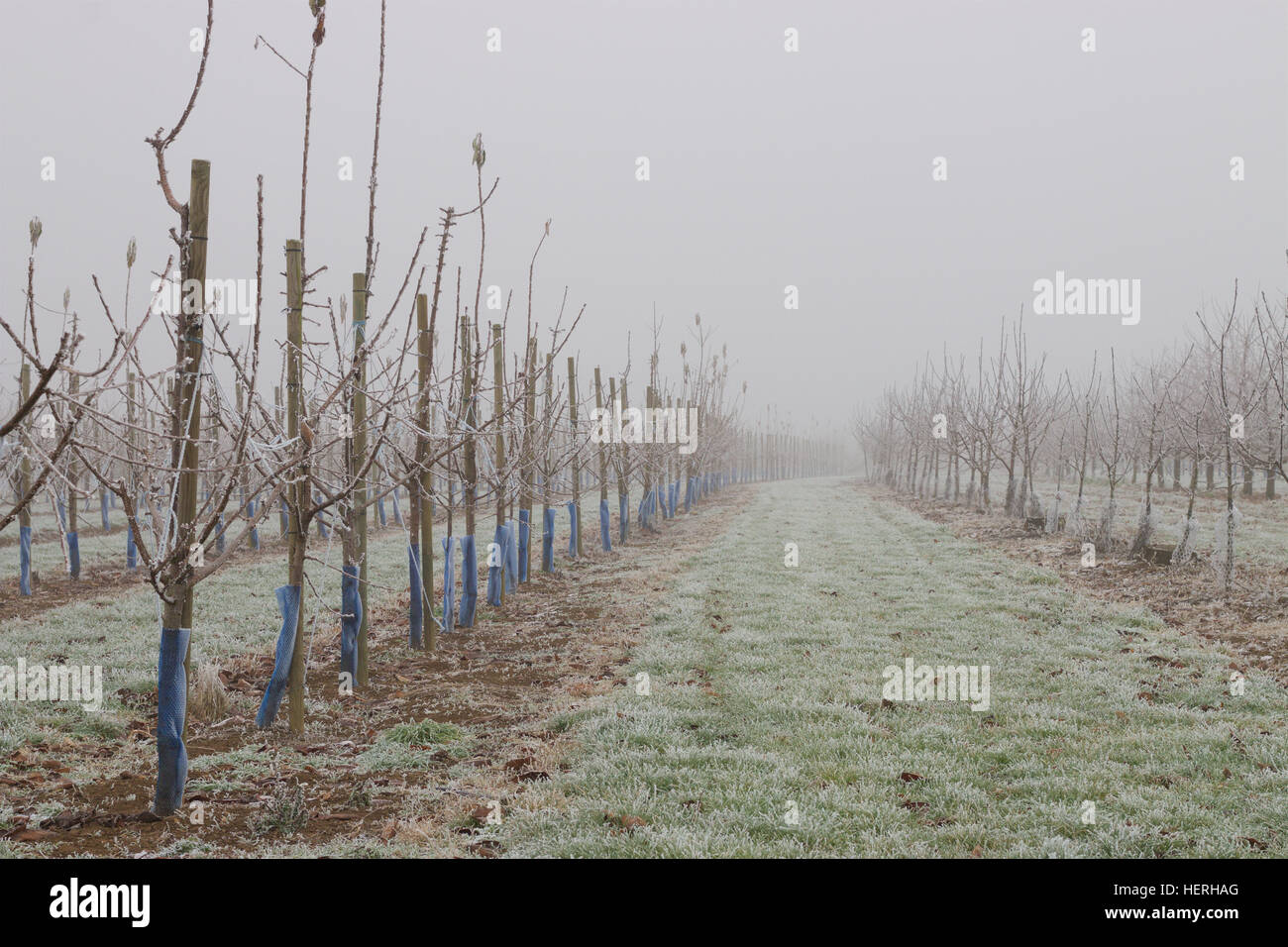 Frozen fog in a fruit orchard in Rheinhessen, Germany Stock Photo - Alamy