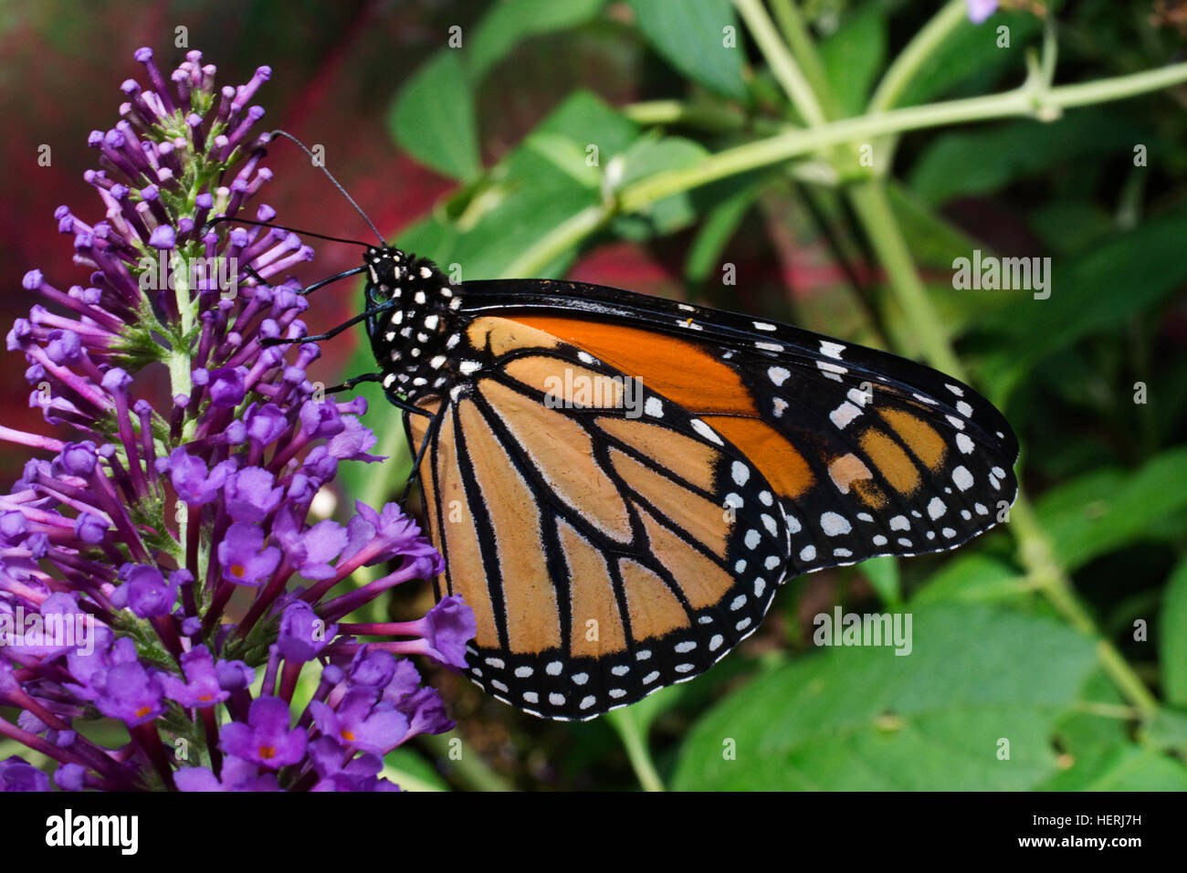 United States of America, USA, Arizona, AR, Scottsdale, Butterfly ...