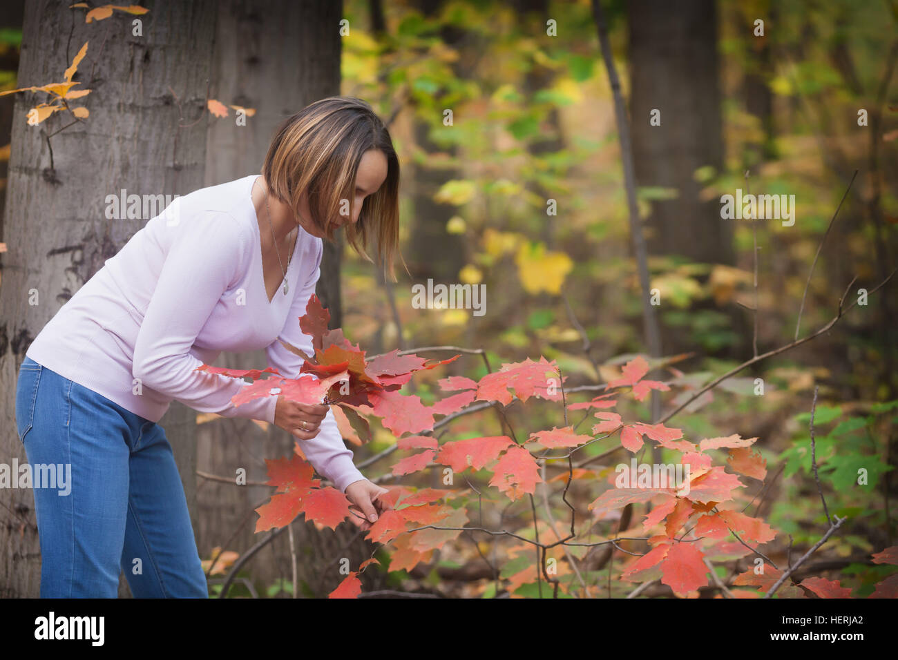 Woman collecting autumn leaves in forest Stock Photo - Alamy