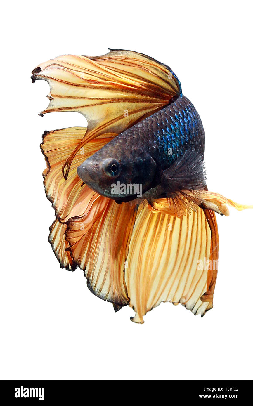 Portrait of a Betta fish Stock Photo - Alamy