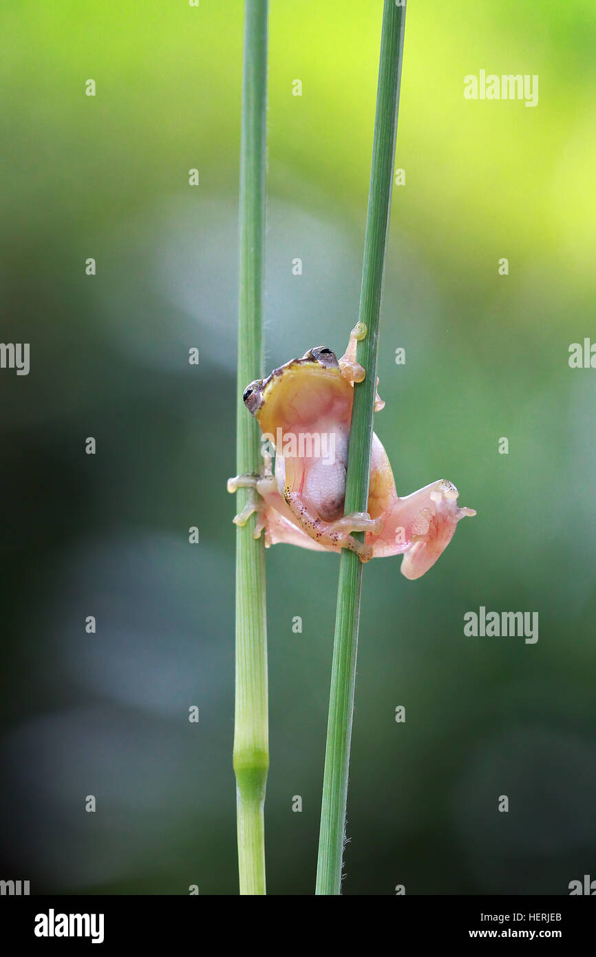 Tree frog (Philautus vittiger) climbing a plant, Indonesia Stock Photo ...