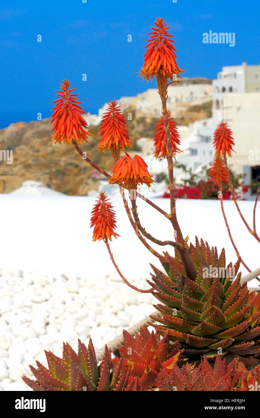 Aloe vera plants overlooking the caldera Oia,Santorini,Greece Stock ...