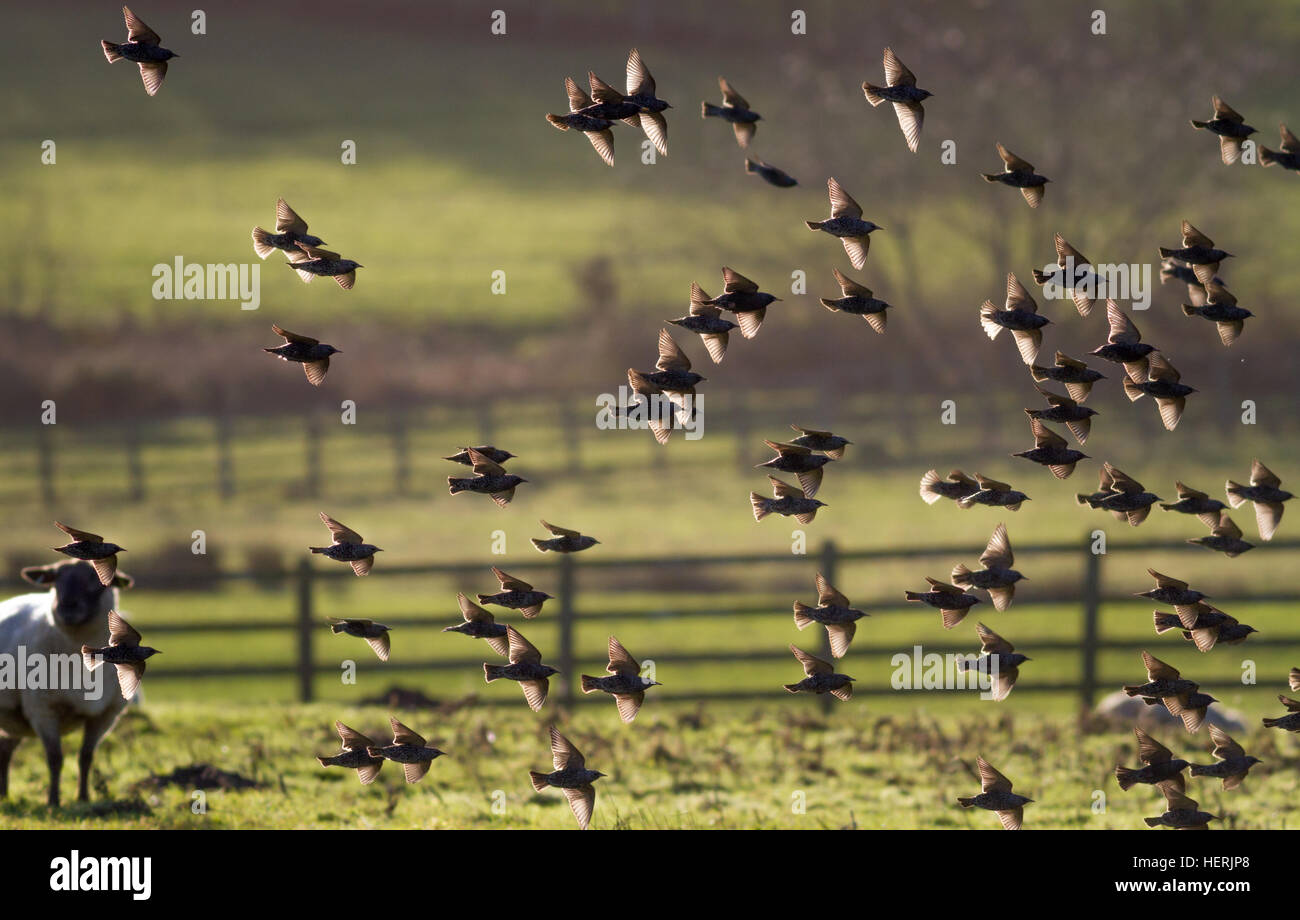 Flying sheep hi-res stock photography and images - Alamy