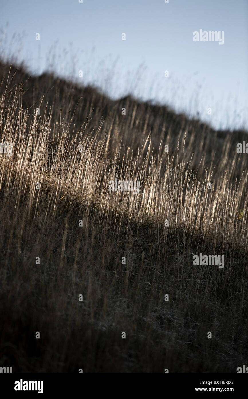 Dead winter grasses hi-res stock photography and images - Alamy