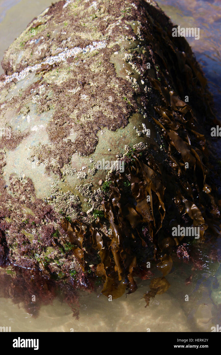Close up of a rock covered with sea weed and coraline algae at Point ...