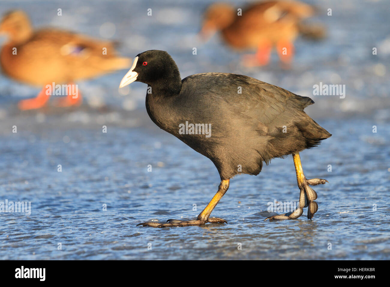 waterbird black goes on the ice of the city Stock Photo - Alamy