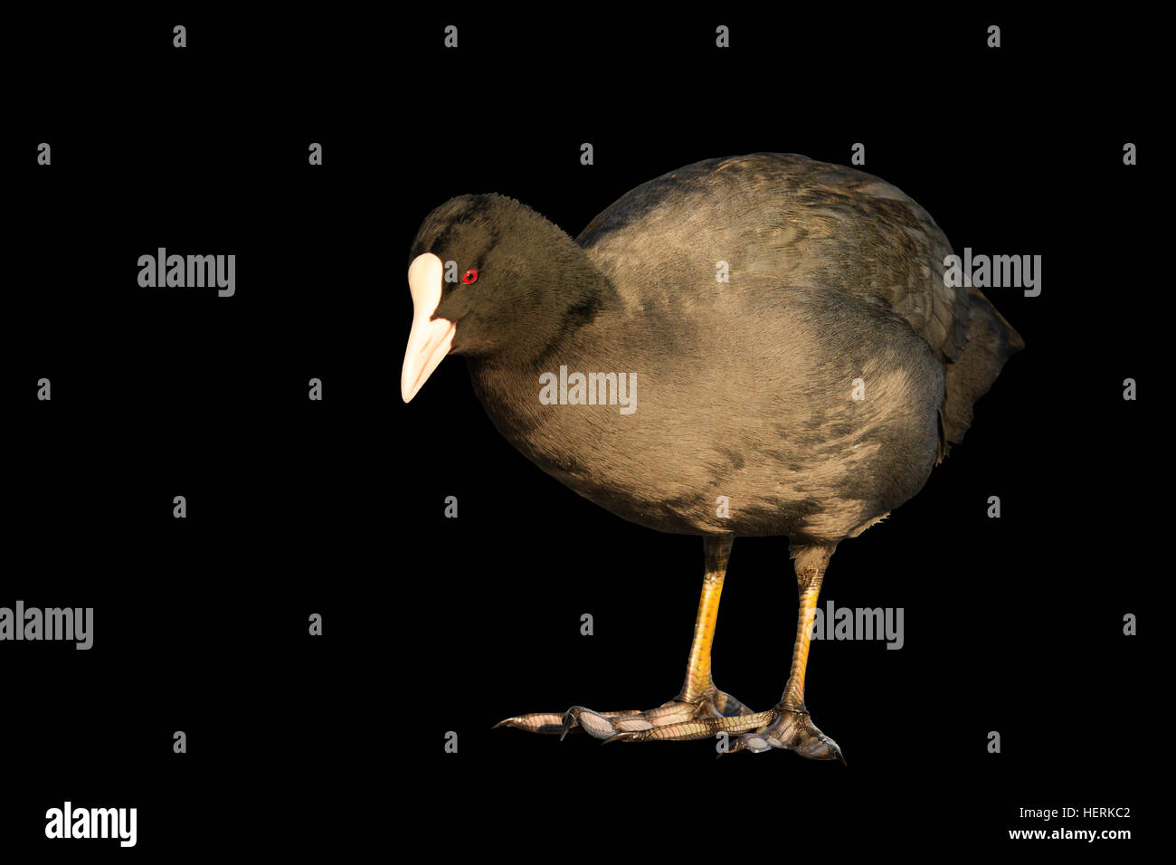 Coot fulica feet hi-res stock photography and images - Alamy