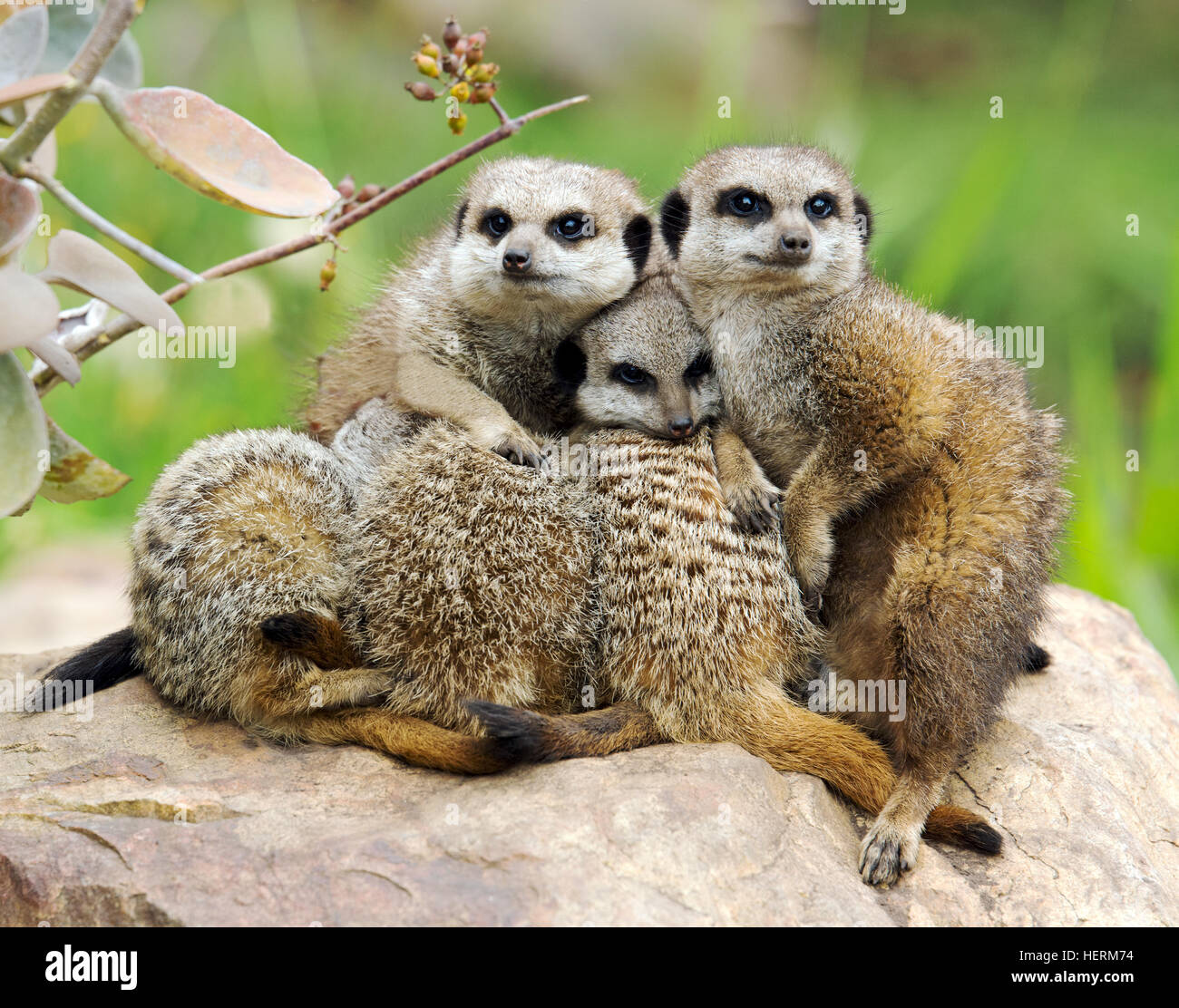Huddling together hi-res stock photography and images - Alamy