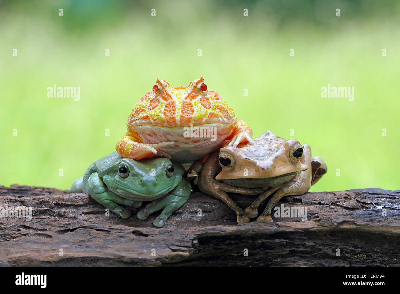 Frogs on a log hi-res stock photography and images - Alamy
