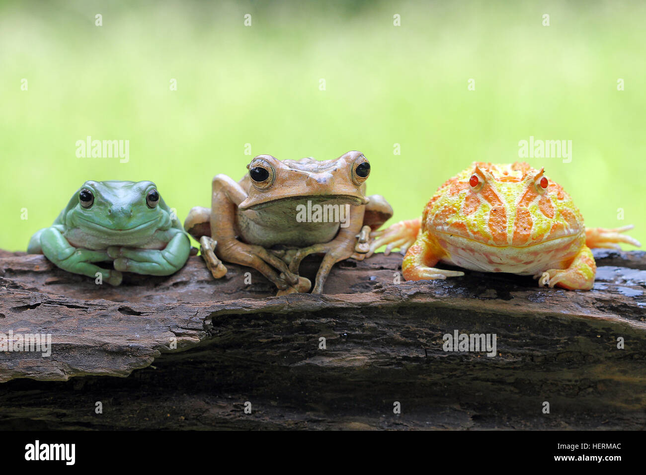 Three frogs sitting on a log, Indonesia Stock Photo - Alamy