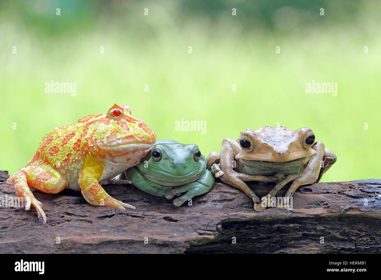 Three frogs sitting on a log, Indonesia Stock Photo - Alamy