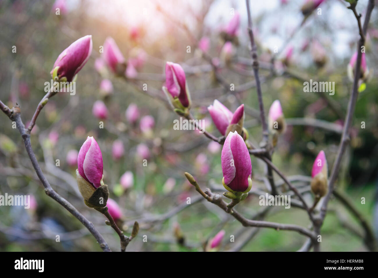 Magnolia flowers in park hi-res stock photography and images - Alamy