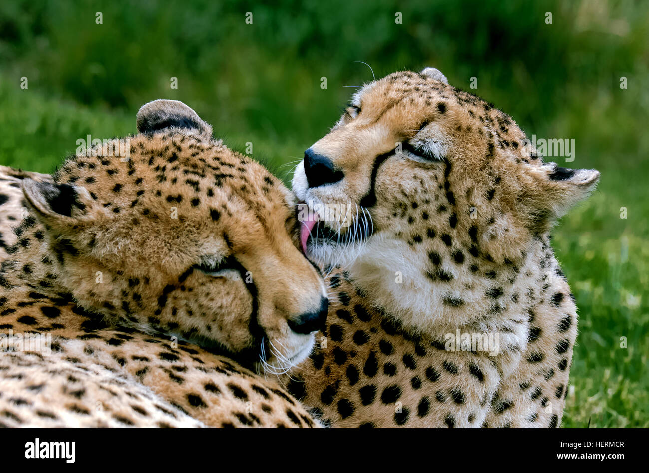 Cheetah grooming another cheetah, South Africa Stock Photo - Alamy
