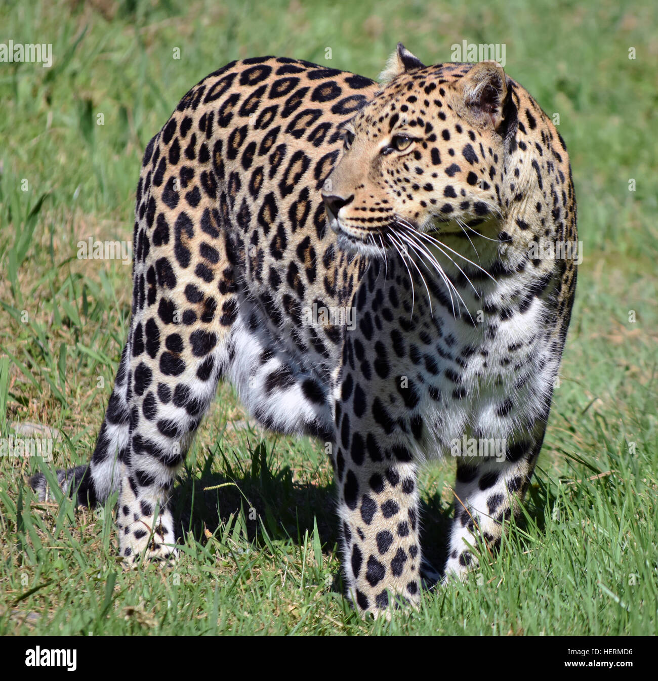Portrait of a leopard, South Africa Stock Photo - Alamy