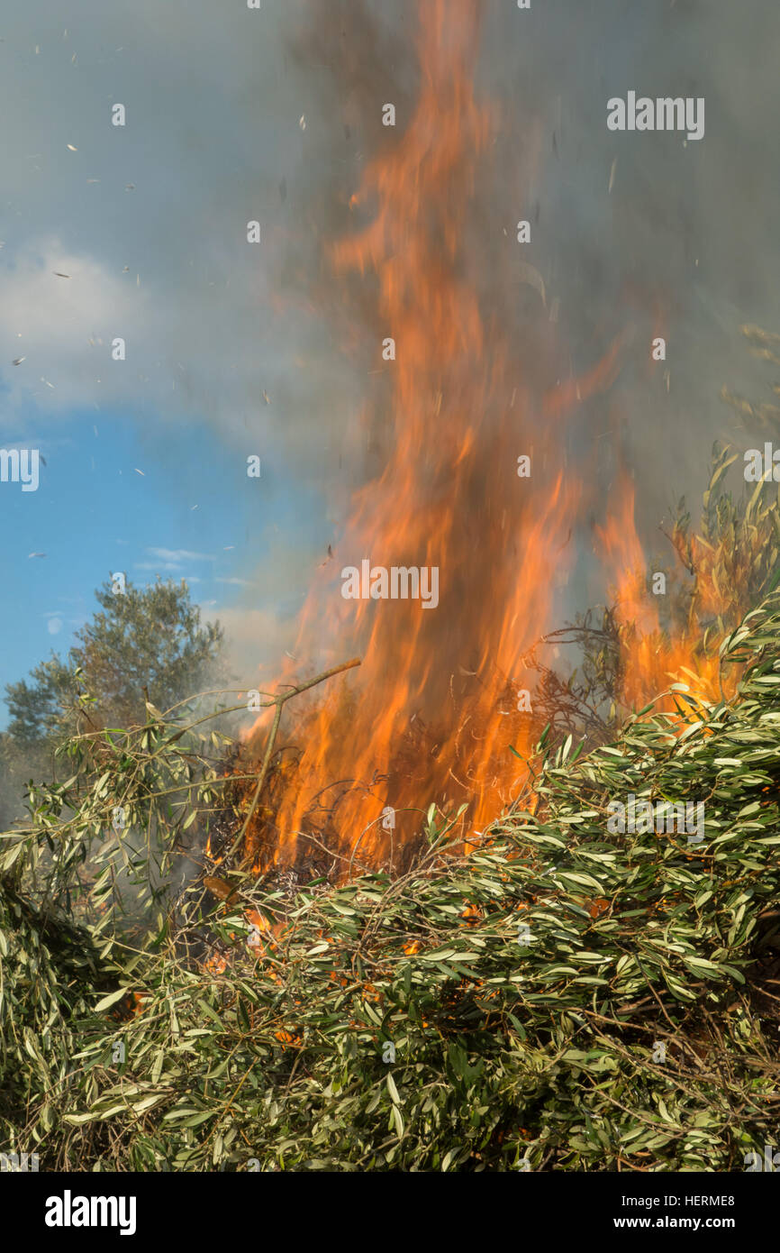 Large fire burning olive branches after pruning Stock Photo - Alamy