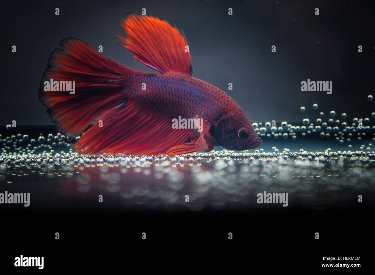 Portrait of a Betta Fish Stock Photo - Alamy