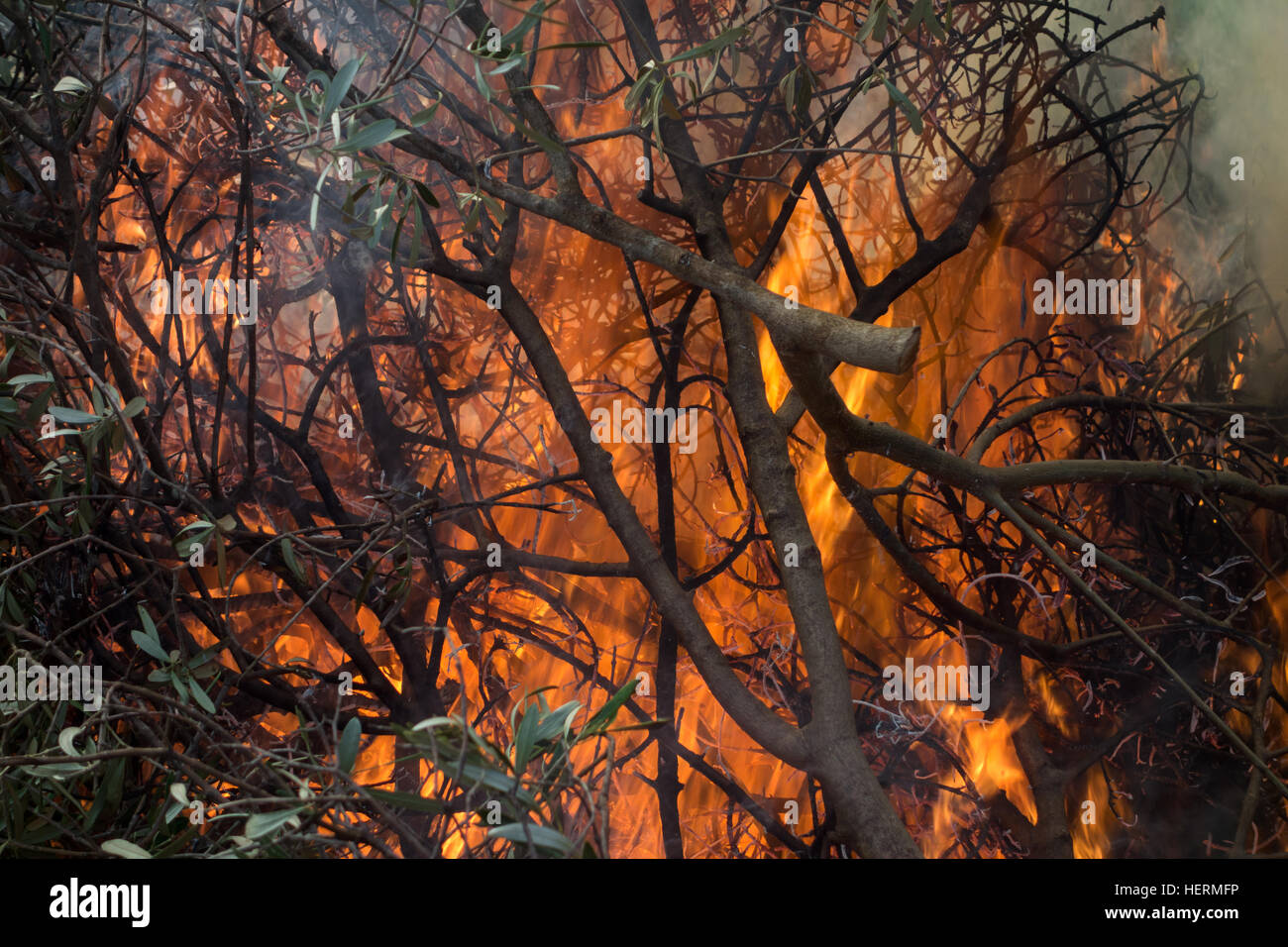 Large fire burning olive branches after pruning Stock Photo - Alamy