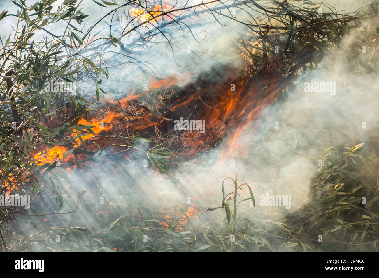 Large fire burning olive branches after pruning Stock Photo - Alamy